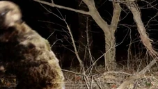 Sheepsquatch of Boone County | Mountain monsters aims Wikia | Fandom