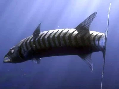 The Barracuda | Movie Antagonists Wiki | Fandom