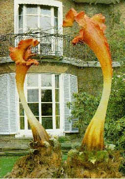 Triffids | Movie Monster Wiki | Fandom