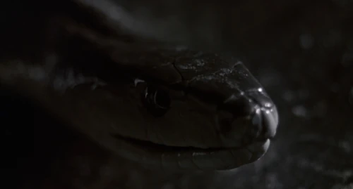 Black Mamba | Movie Monster Wiki | Fandom