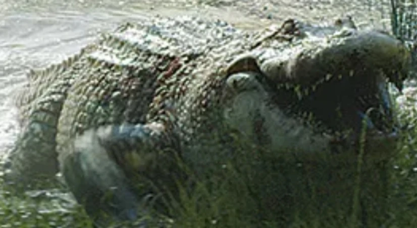 Mutant Albino Alligator | Movie Monster Wiki | Fandom