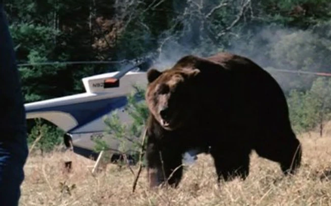 The Grizzly | Movie Monster Wiki | Fandom