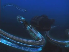 Alien Eels | Movie Monster Wiki | Fandom