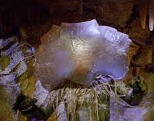 Jellyfish Man | Movie Monster Wiki | Fandom