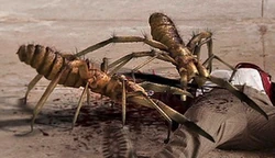 Camel Spider Movie Cast