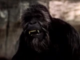 Category:Primates | Movie Monster Wiki | Fandom
