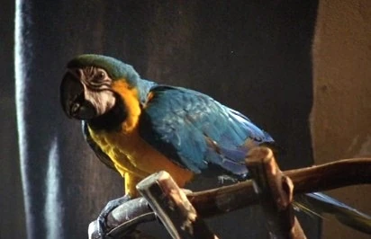 Parrots | Movie Database Wiki | Fandom