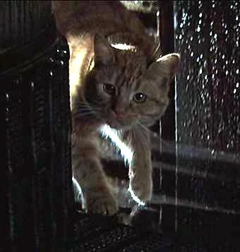 Jonesy the Cat | Movie Database Wiki | Fandom