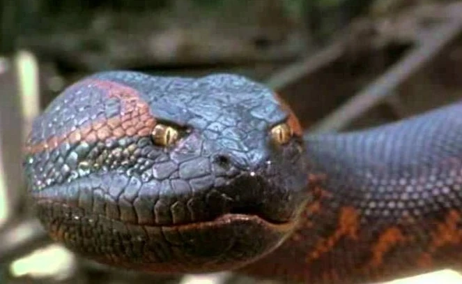 Snakes | Movie Database Wiki | Fandom