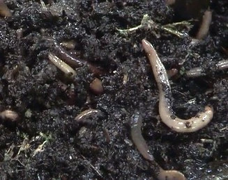 Earthworms | Movie Database Wiki | Fandom