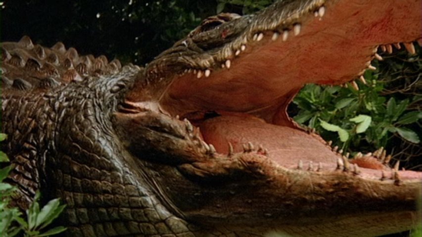 Alligators Movie Database Wiki Fandom
