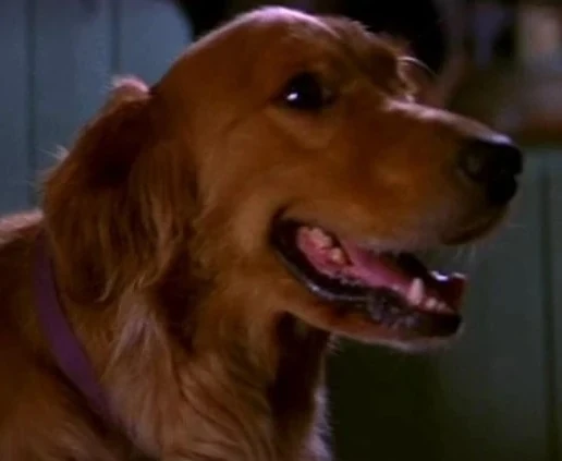 Cherokee the Dog | Movie Database Wiki | Fandom