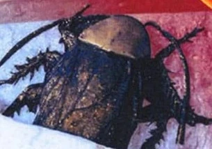 Insectoid | Movie Database Wiki | Fandom