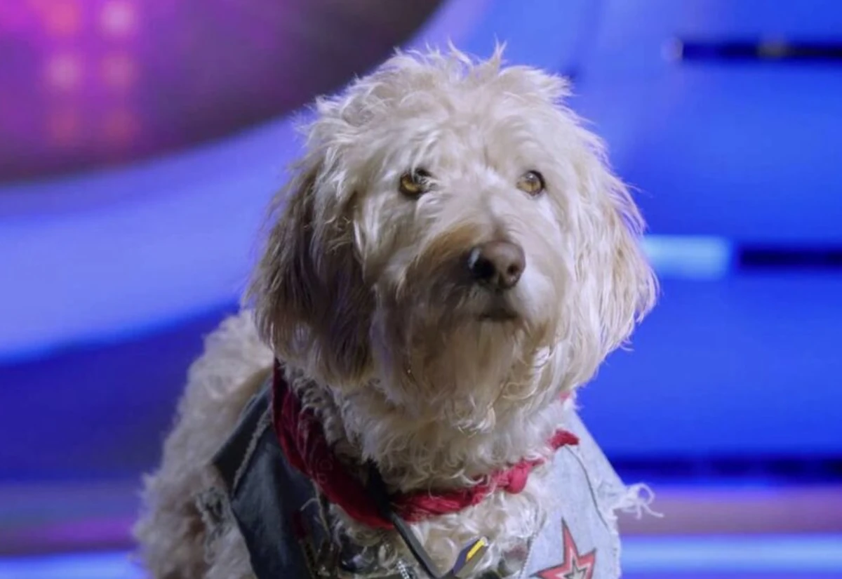 Charlie | Movie ideas Wiki | Fandom