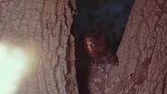 Zombeavers | The Film Killcount Wikia | Fandom