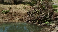 Zombeavers | The Film Killcount Wikia | Fandom