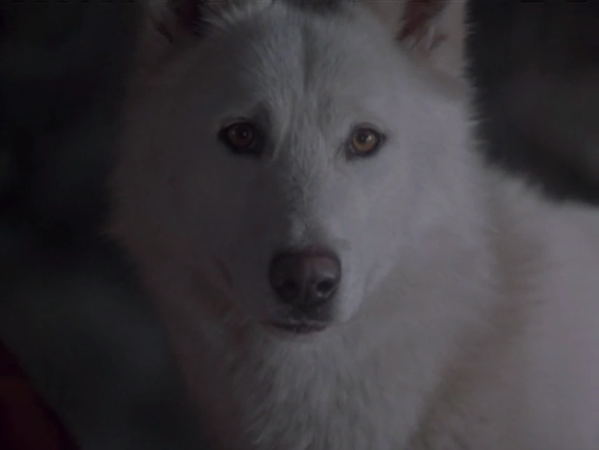 Raksha (1998) | Movie Morgue Wiki | Fandom