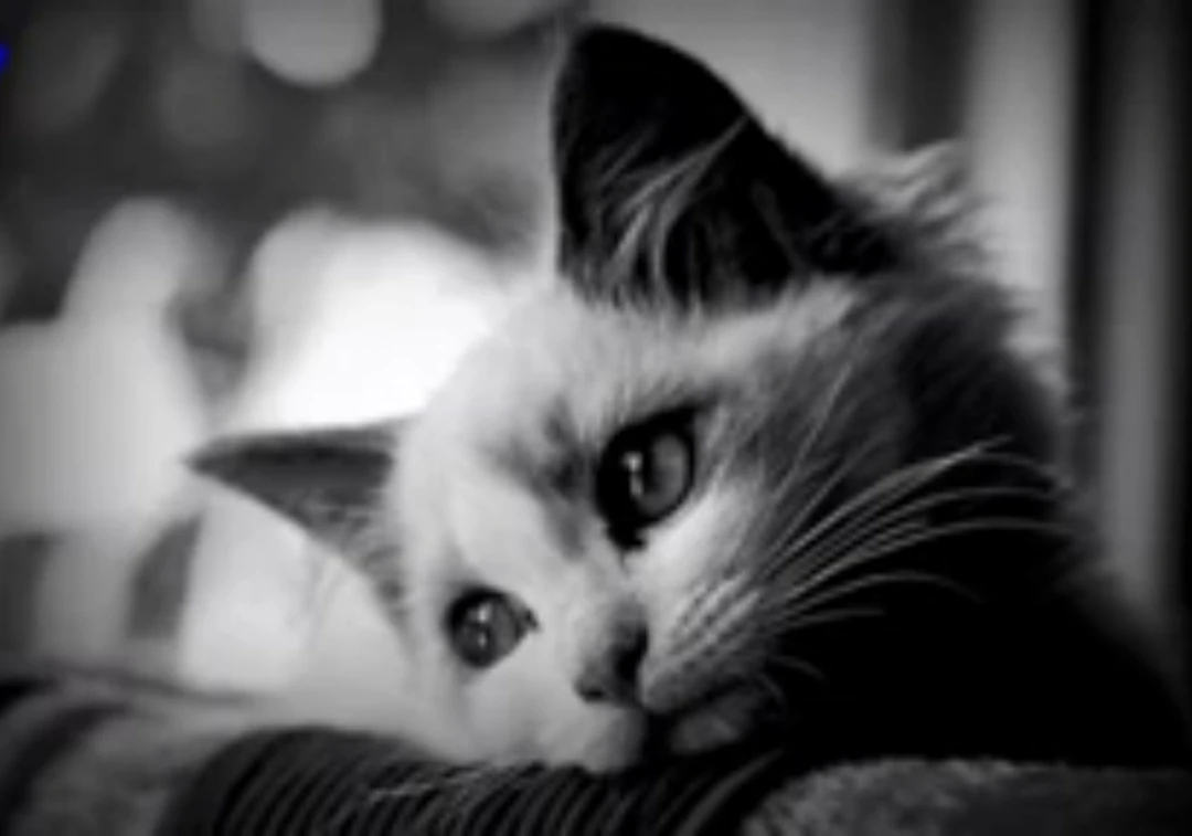 Phase 87 (Antonius Ziyan) | Mr Incredible Becoming Sad Wiki | Fandom