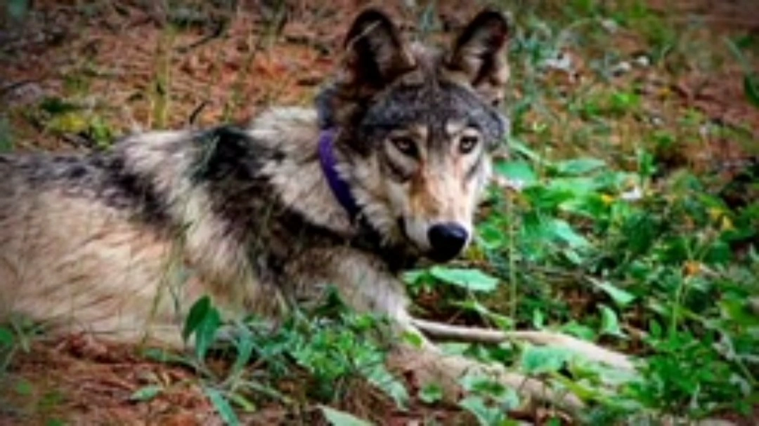 Phase 90 (Antonius Ziyan) | Mr Incredible Becoming Sad Wiki | Fandom