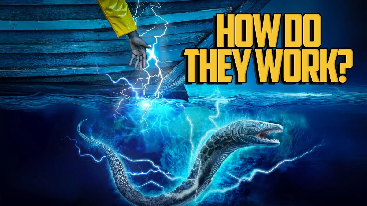 How POWERFUL is an ELECTRIC EEL? | Mr. Demaio Wiki | Fandom