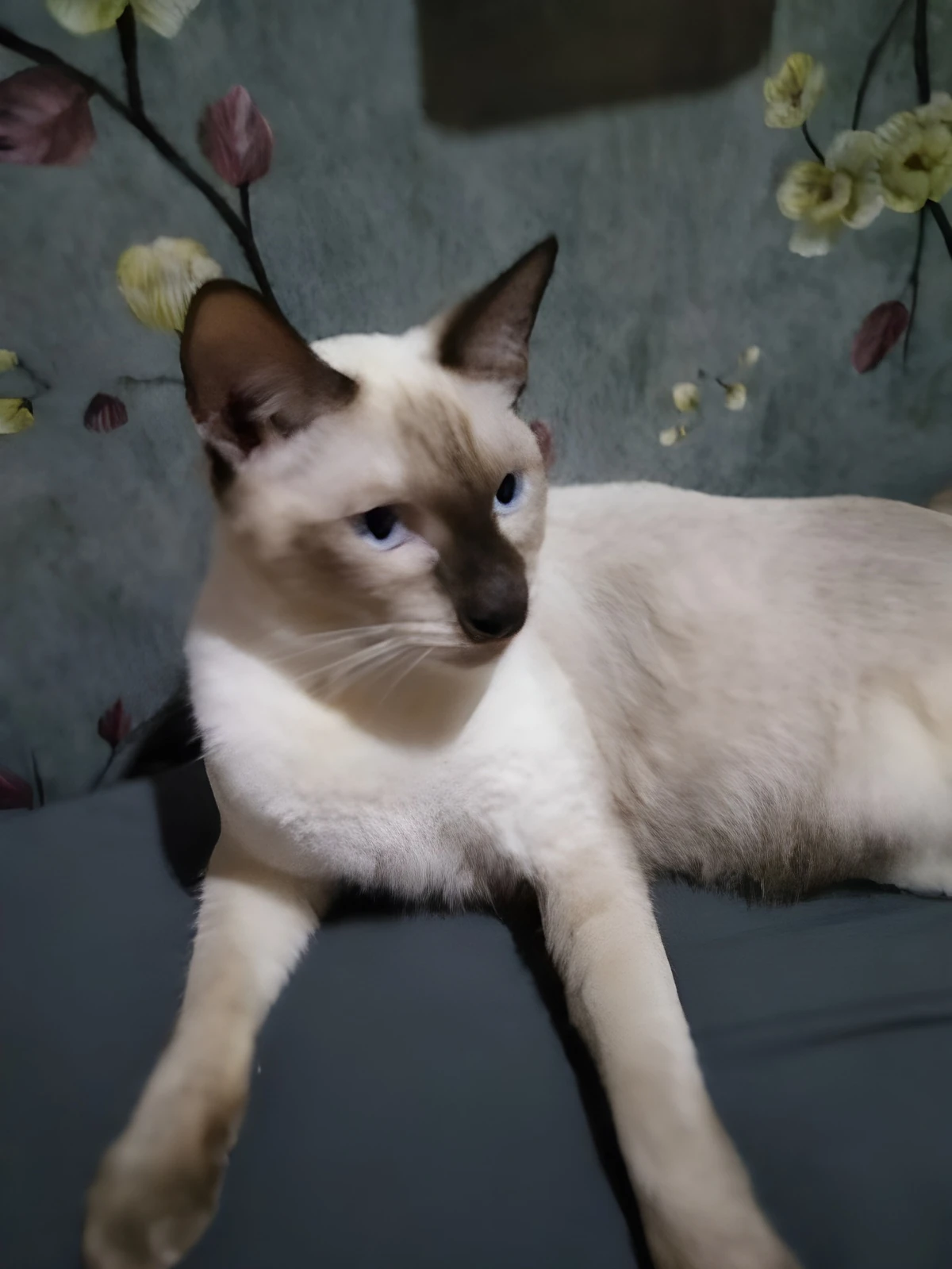 Memeow | The Friends Group Wiki | Fandom