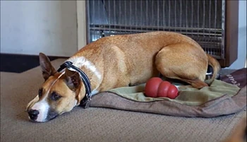 Boof | Mr Inbetween Wiki | Fandom