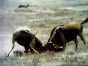 Episode 3664 | Mrmikeymini Wiki | Fandom