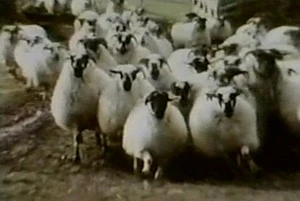 Episode 3664 | Mrmikeymini Wiki | Fandom