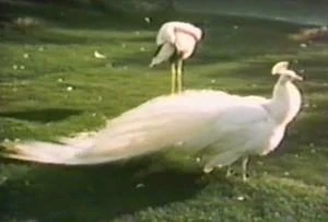 Episode 3379 | Mrmikeymini Wiki | Fandom