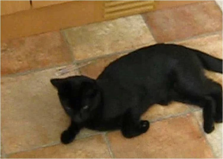 The Cat | MrThesuperboy Wiki | Fandom