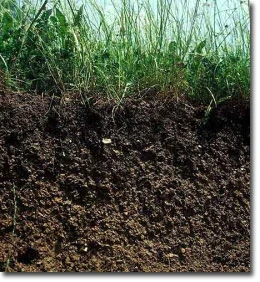 Humus | MSMG Geographie Wikia | Fandom