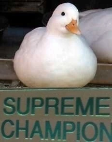 Supreme Champion Duck | Meme Team Lore Wiki | Fandom