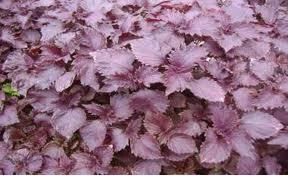 Folium Perillae - Zi Su Ye | Wiki MTC | Fandom