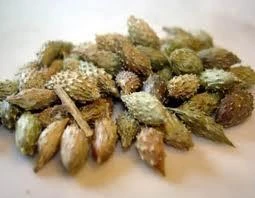 Fructus Xanthii - Cang Er Zi | Wiki MTC | Fandom