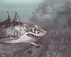 Shark - MTG Wiki