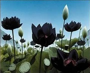 Lotus Vale - MTG Wiki