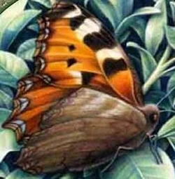 Butterfly - MTG Wiki