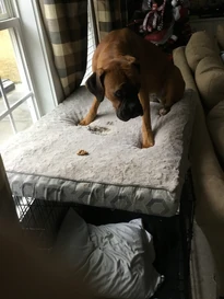 Roxy | Made up Characters Wiki | Fandom