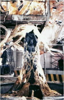 The Fungus | Mudae Wiki | Fandom