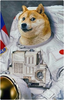 Doge | Mudae Wiki | Fandom
