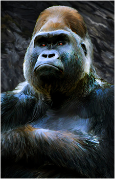 Harambe | Mudae Wiki | Fandom