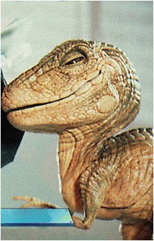 Yoshi (1993) | Mudae Wiki | Fandom