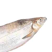 The Fish | Muffins' basics in baking Wiki | Fandom