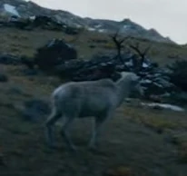 Snow Elk | Mulitverse Characters Wiki | Fandom