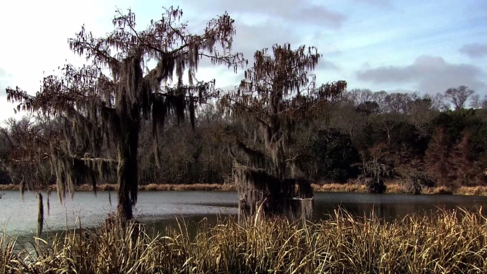 The Bayou | Multicharacters Wiki | Fandom