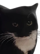 Maxwell The Cat | Multiverse Custom Night Wiki | Fandom