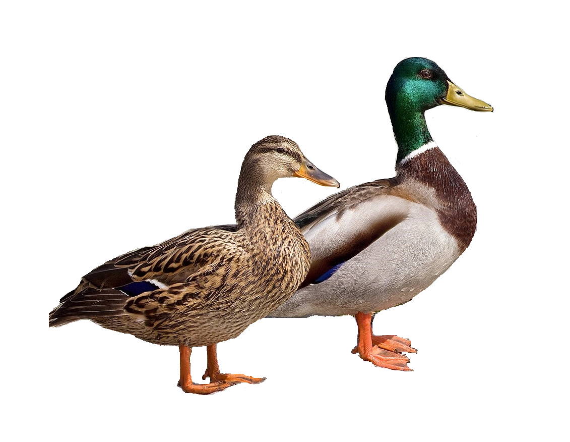 Mallard Duck | Multiverse Of Wonder Superstars Wiki | Fandom