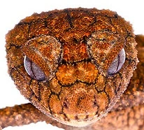 Asper | Multiverses Wiki | Fandom