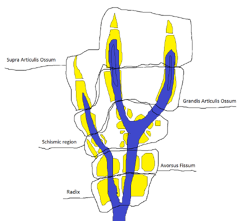 Vorian | Multiverses Wiki | Fandom