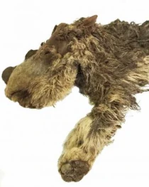 Sasha (Woolly Rhino) | Mummipedia Wiki | Fandom